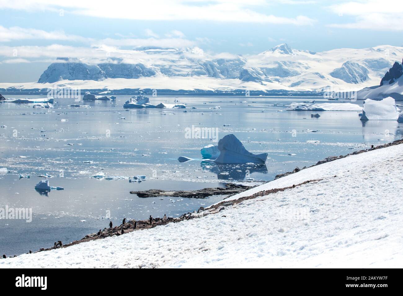 Gentoo penguin colony on Danco Island looking out to sea at Icebergs ...
