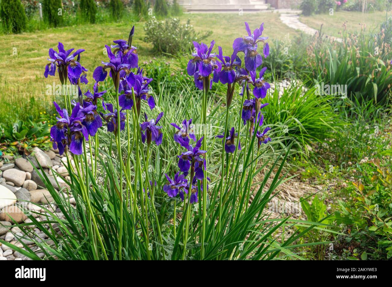 Beautiful blue Iris flower in the garden at sunset. Close up Stock ...