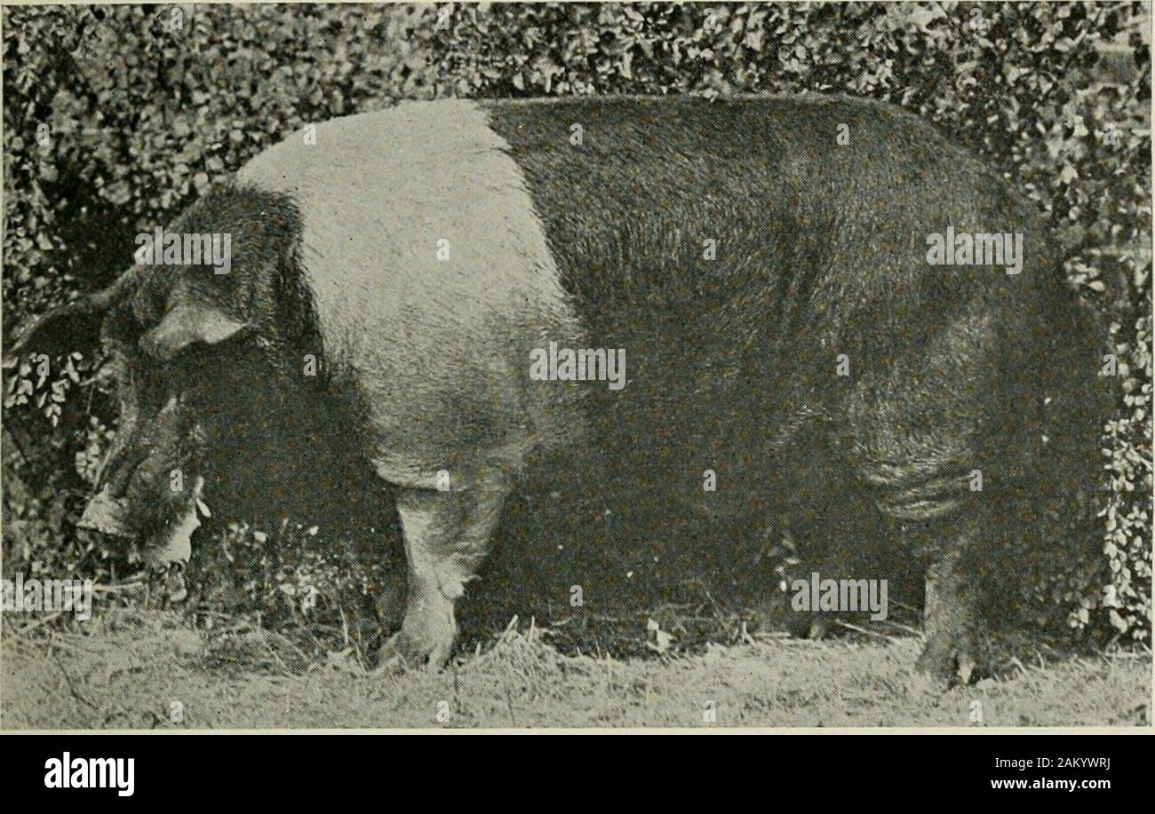 Hampshire hog hi-res stock photography and images - Alamy