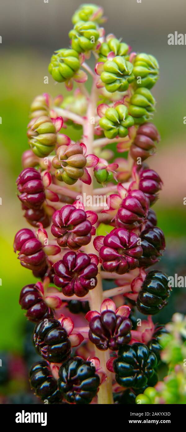 Little sphere hi-res stock photography and images - Alamy