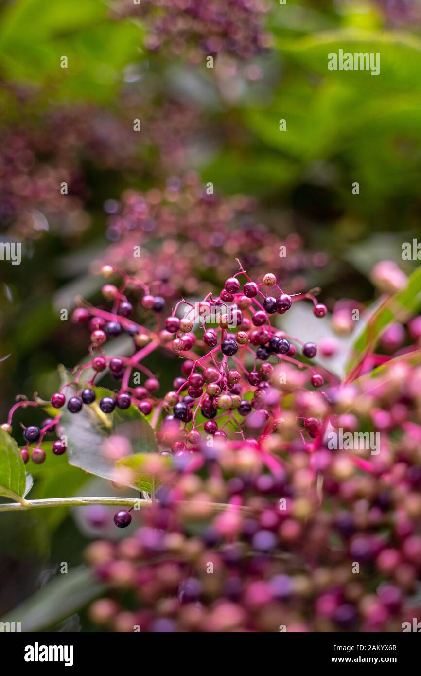 Little sphere hi-res stock photography and images - Alamy