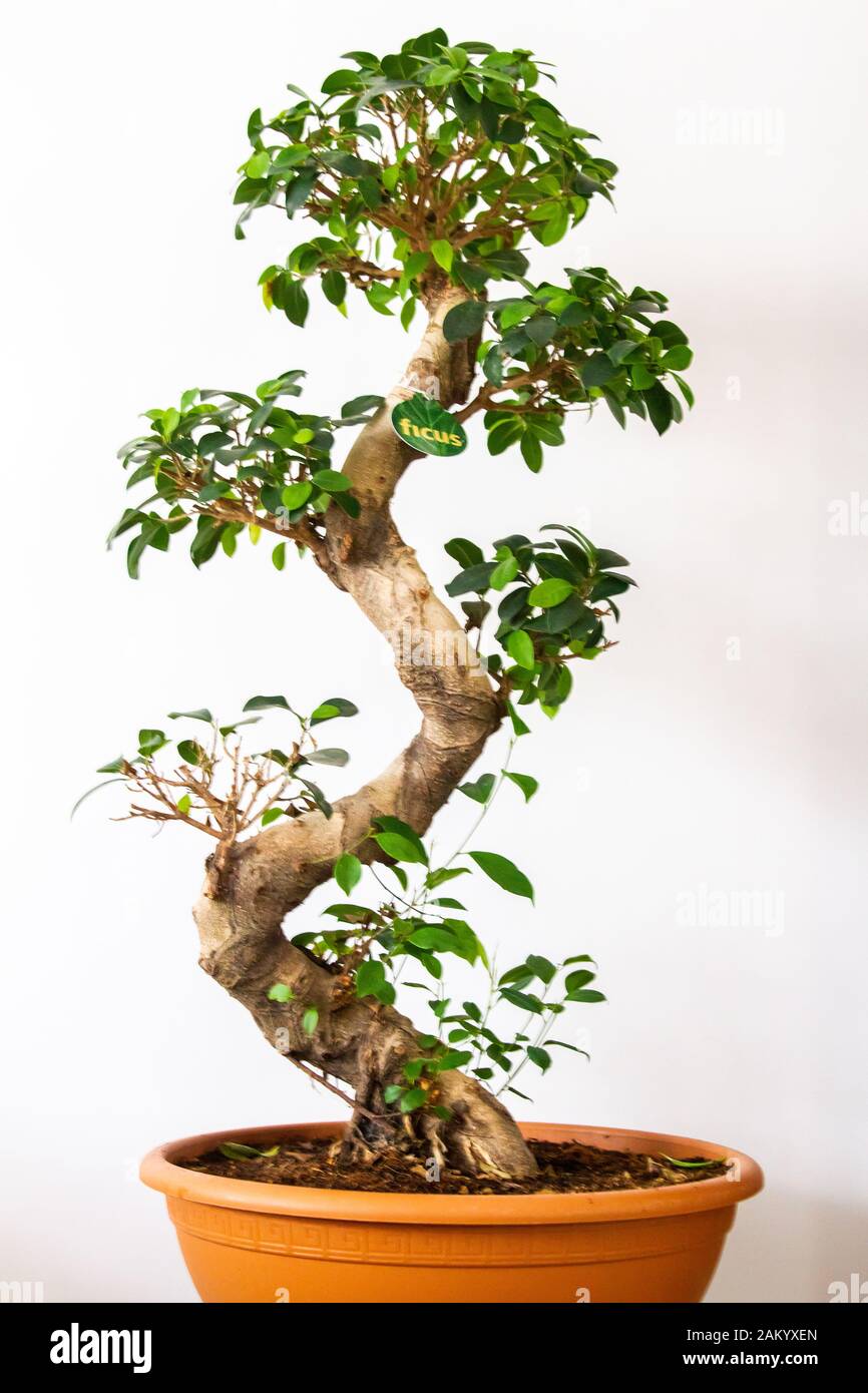 Ficus plant in brown pot in indoor setting over white background Stock ...