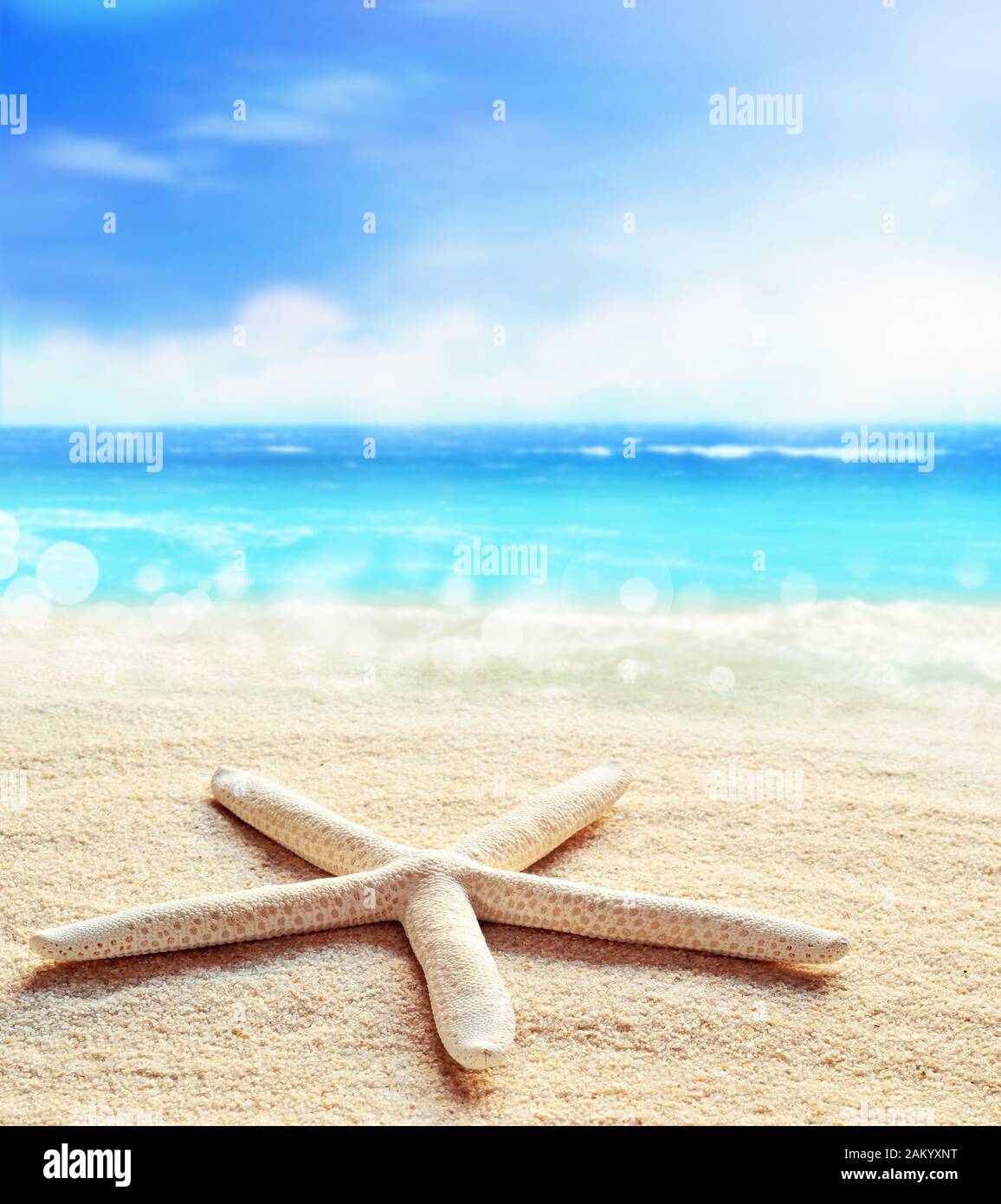 Landscape with shells on tropical beach. Summer concept Stock Photo - Alamy