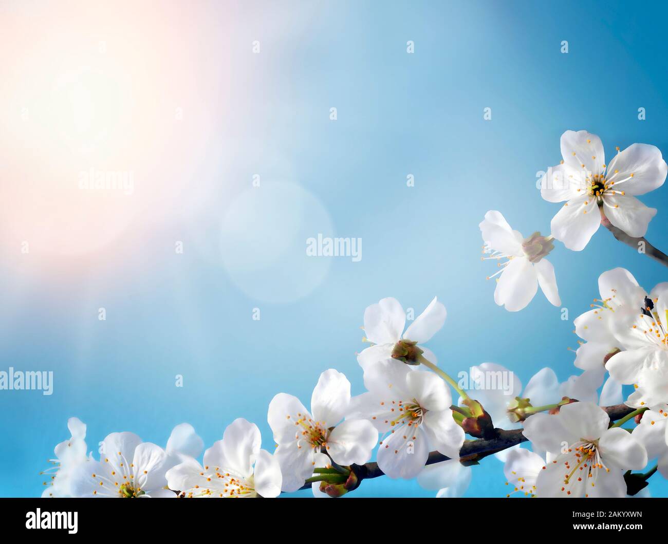 Blossom tree over nature background. Spring flowers. Spring Background ...