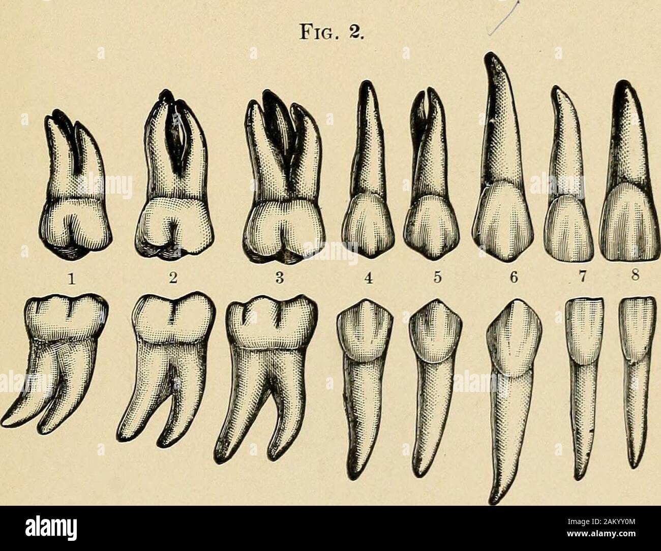 Principles and practice of operative dentistry . 1 • 2 ^ 3 1 II 4 ...