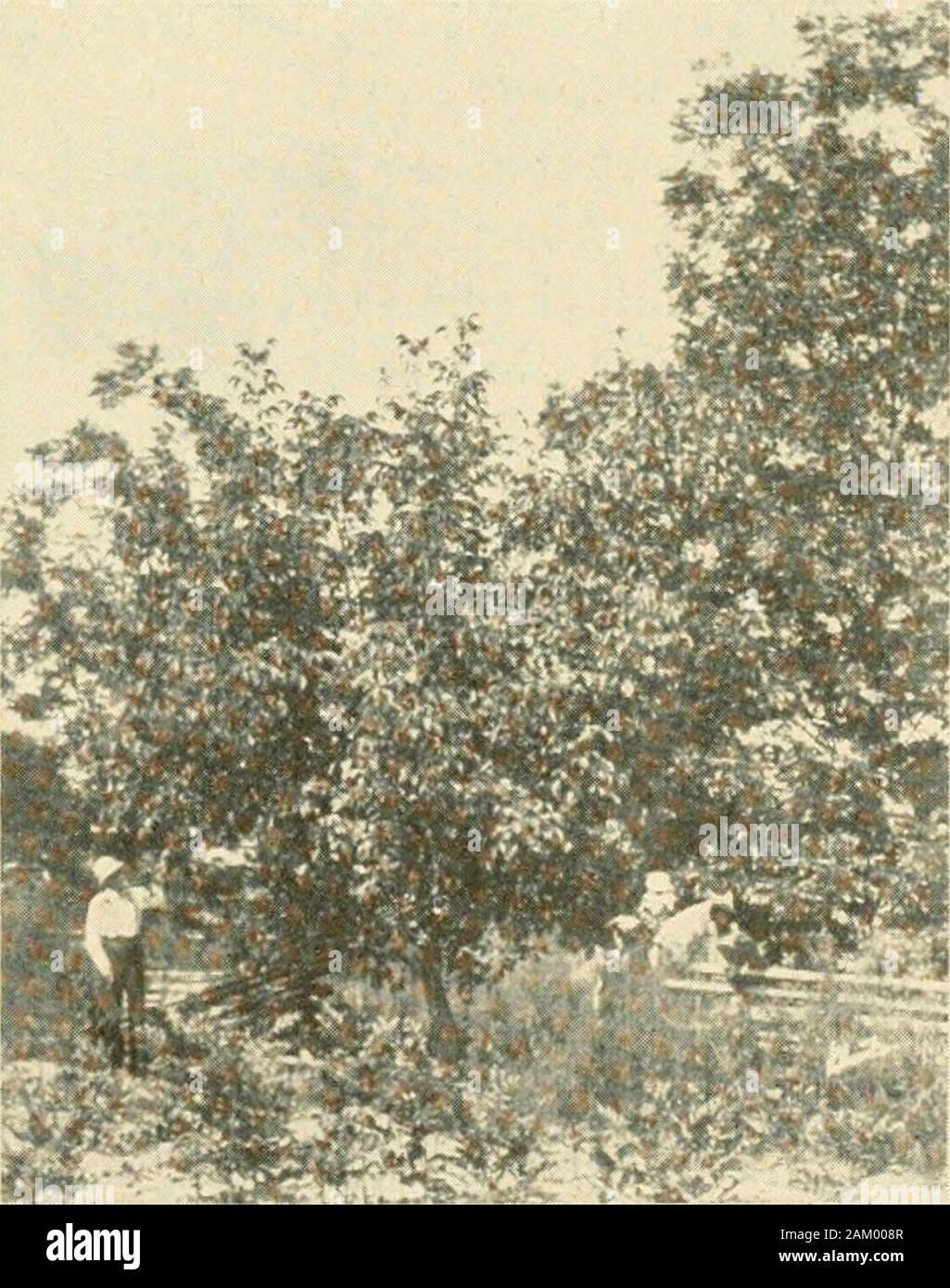 Walnut planting tree hi-res stock photography and images - Alamy