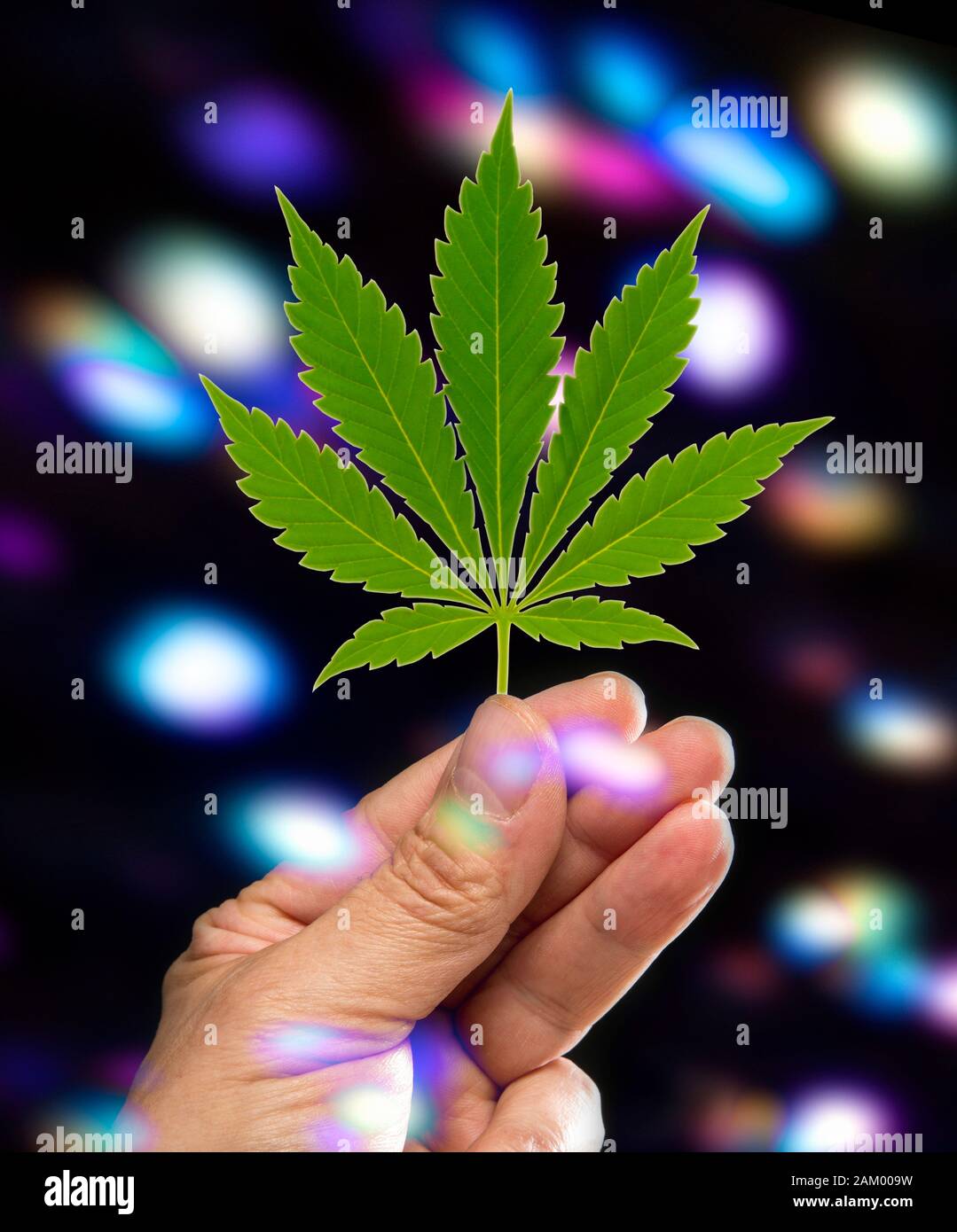 Marijuana leaf hand hi-res stock photography and images - Alamy