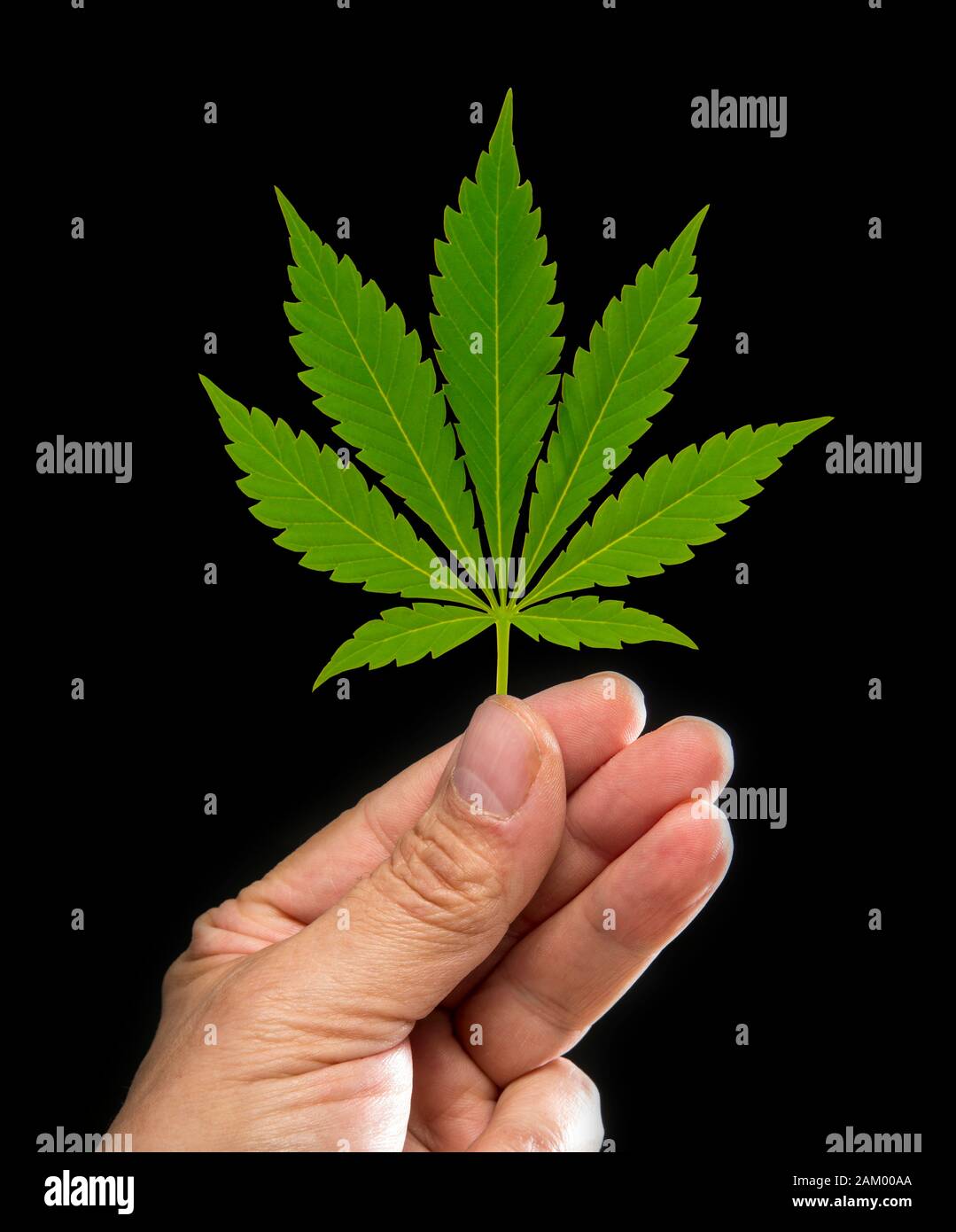 Marijuana leaf hand hi-res stock photography and images - Alamy