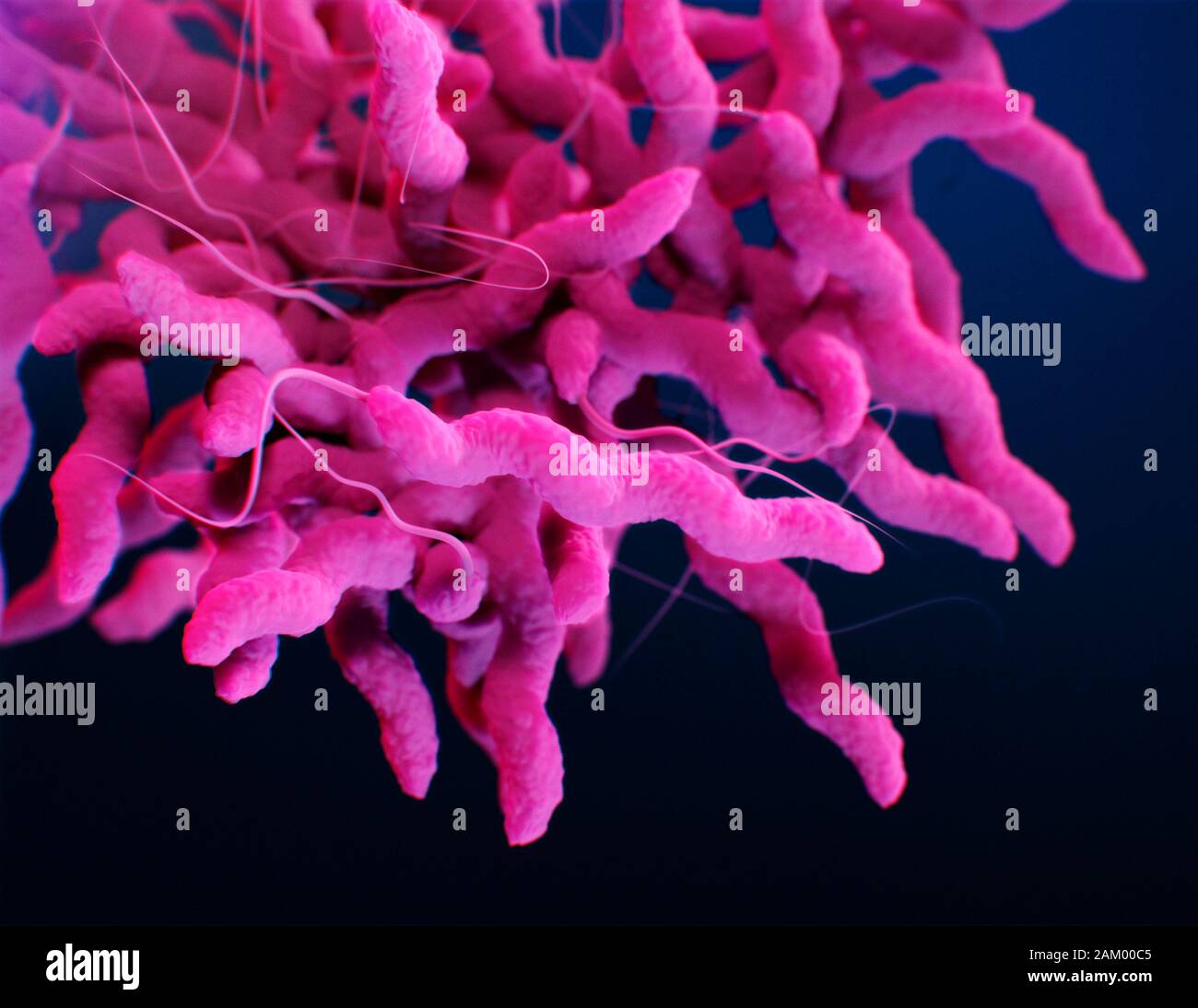 Campylobacter bacteria, illustration Stock Photo - Alamy