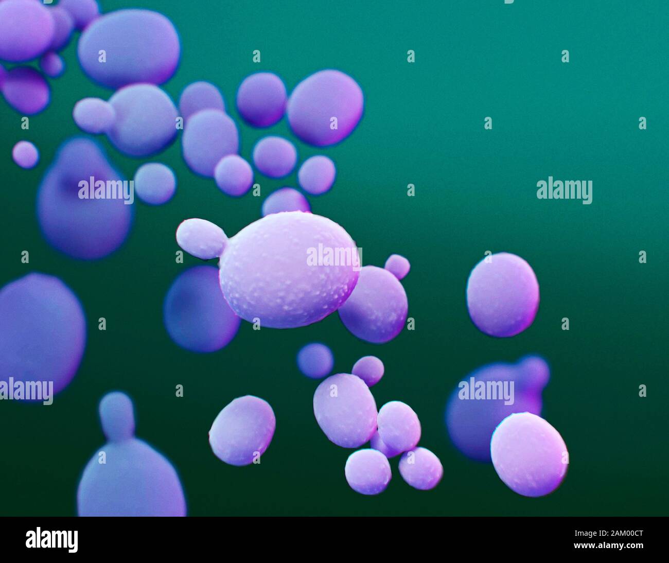 Candida auris fungus, illustration Stock Photo - Alamy