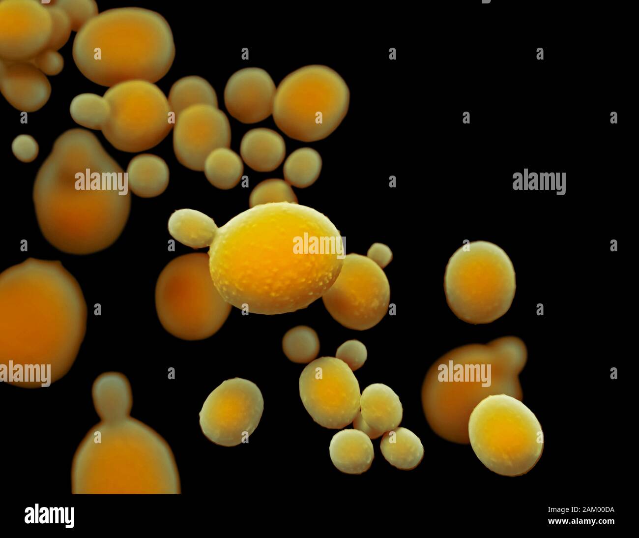 Candida auris fungus hi-res stock photography and images - Alamy