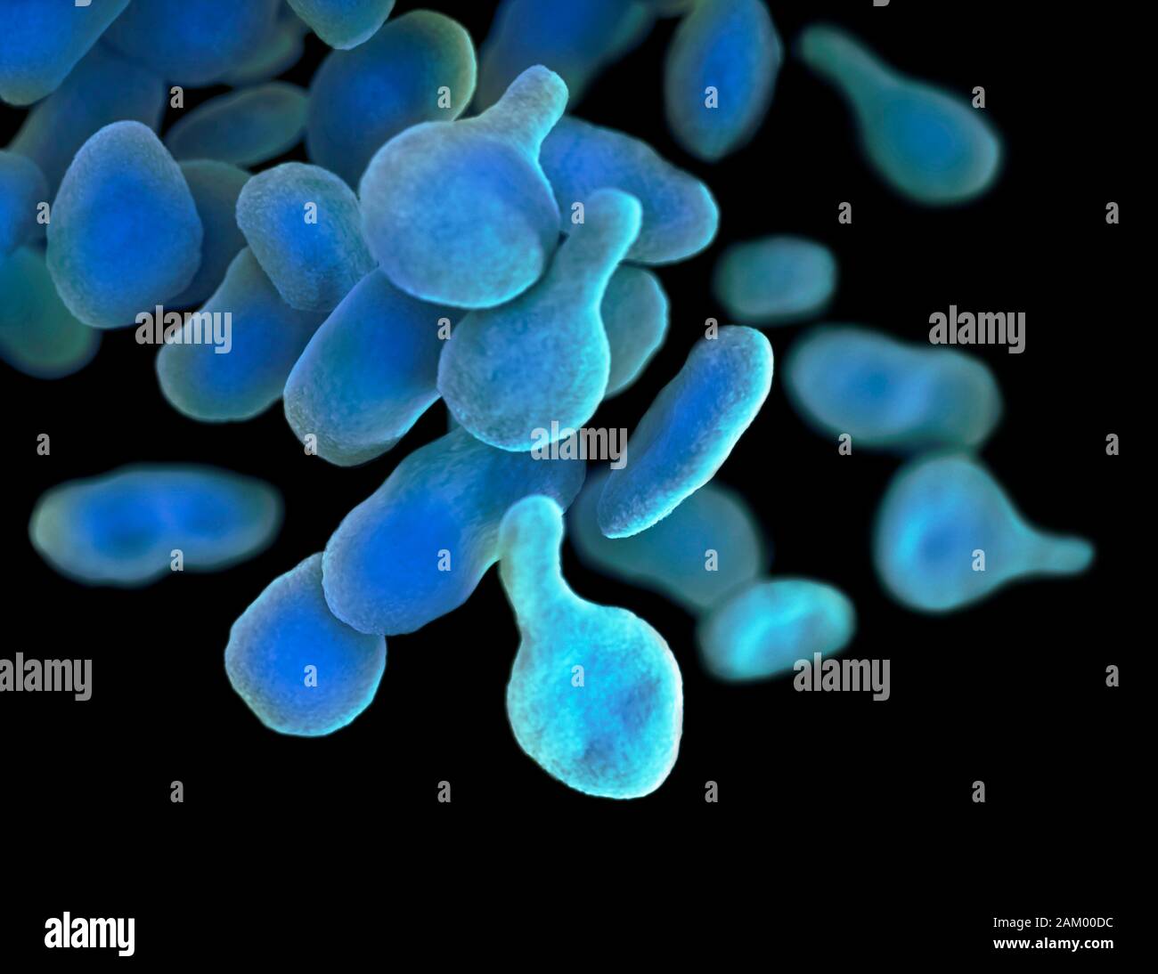 Mycoplasma genitalium bacteria, illustration Stock Photo - Alamy
