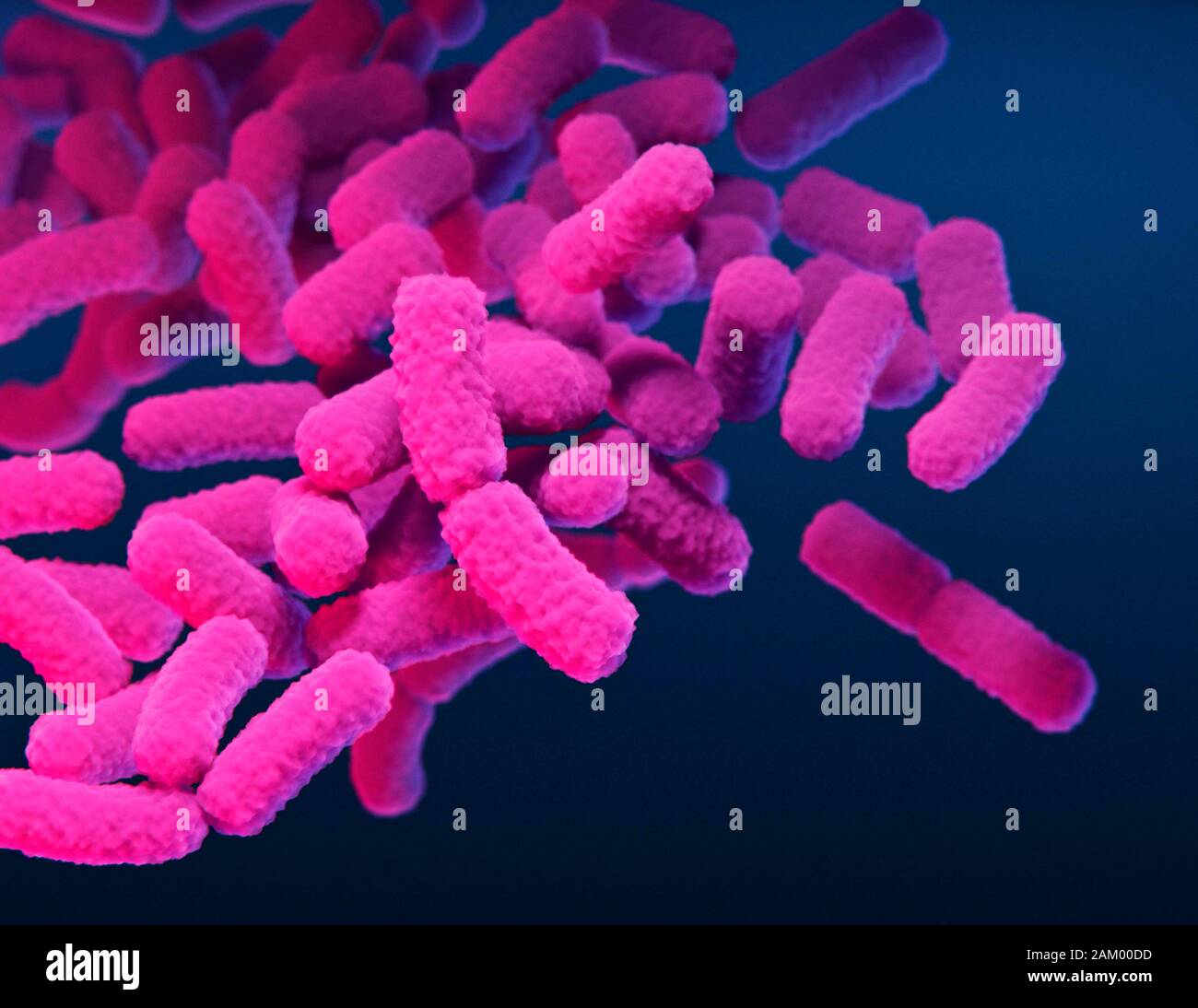 Enterobacteriaceae bacteria, illustration Stock Photo - Alamy