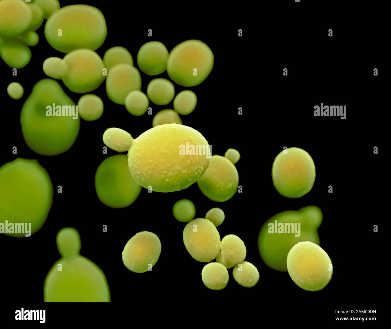 Candida auris fungus, illustration Stock Photo - Alamy