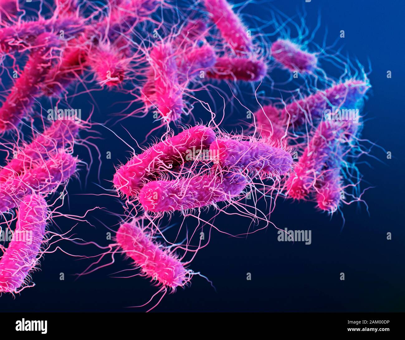 Enterobacteriaceae resistant hi-res stock photography and images - Alamy