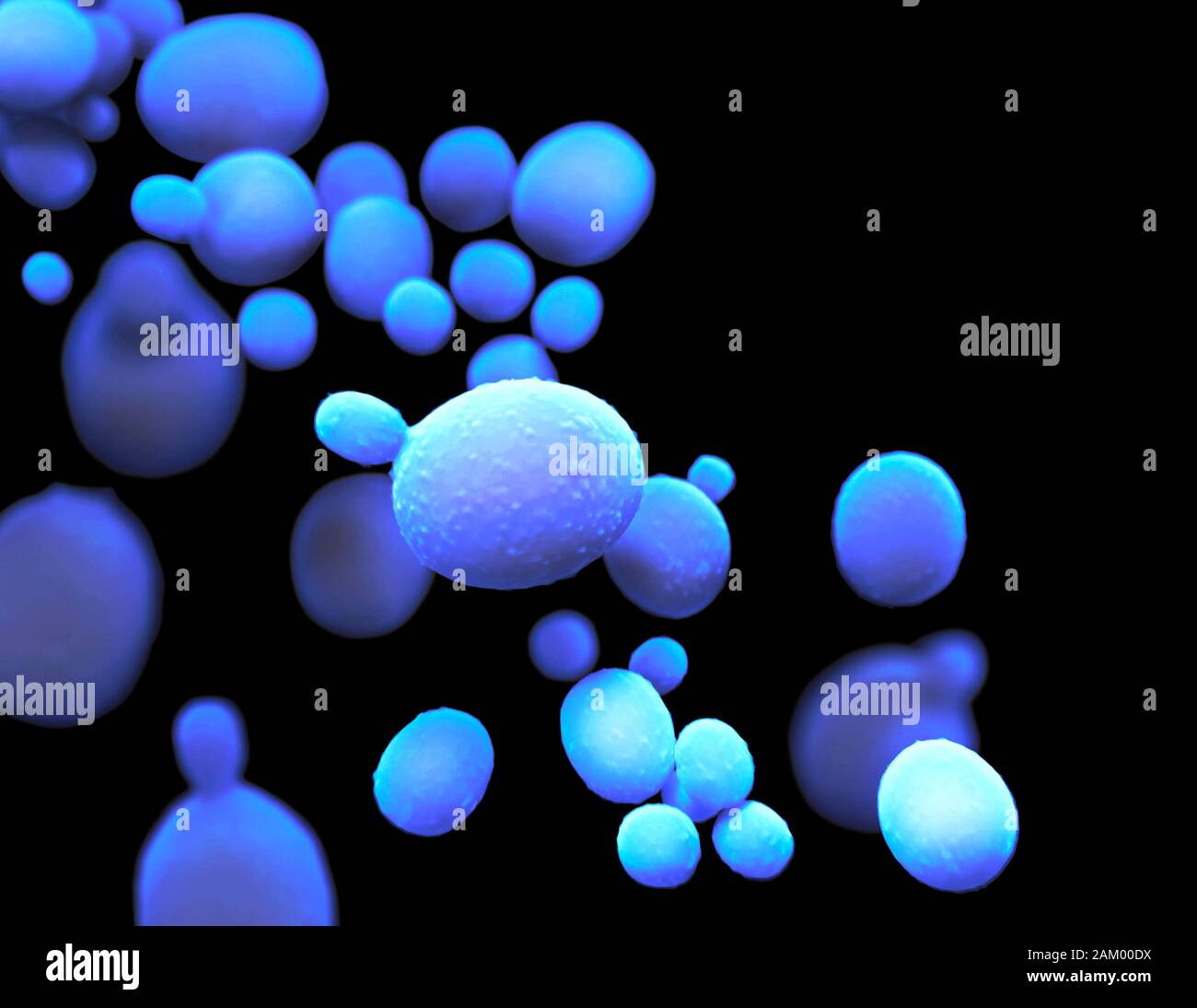 Candida auris fungus, illustration Stock Photo - Alamy