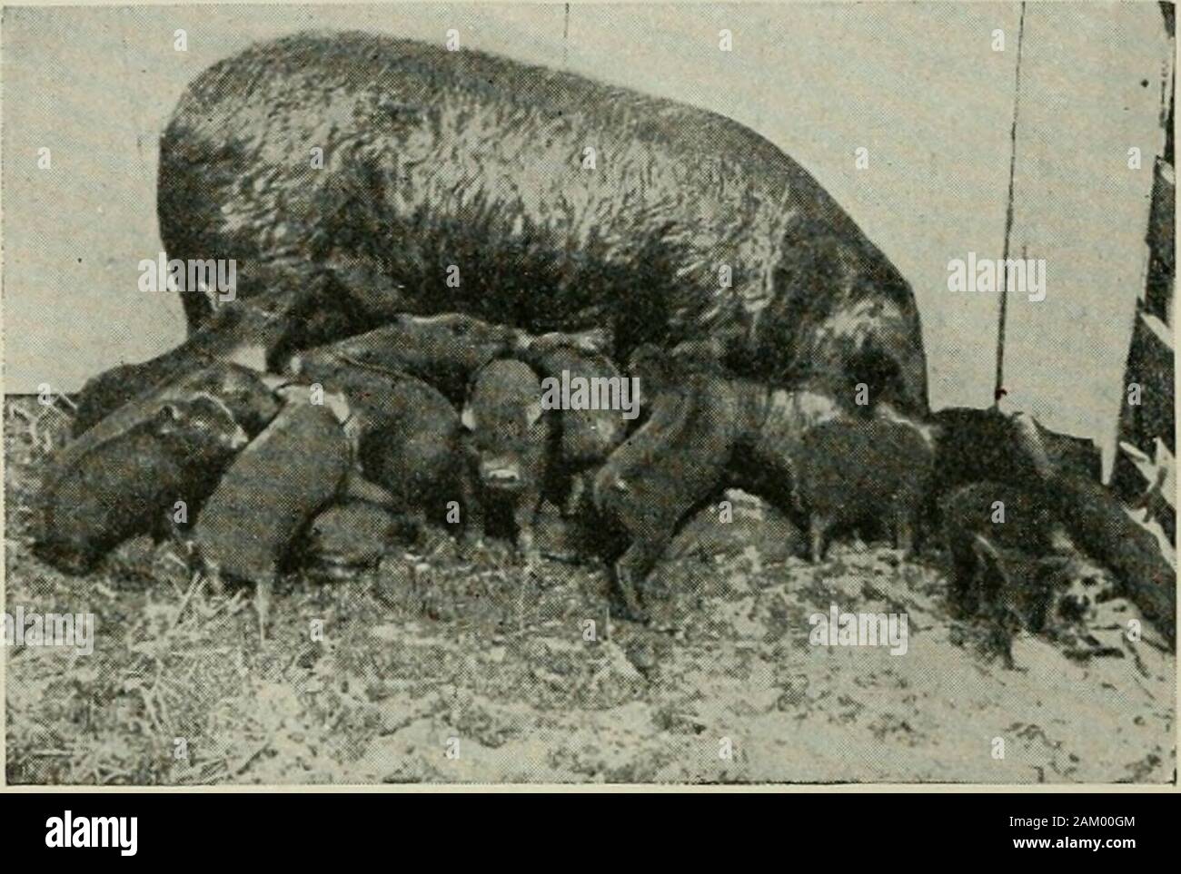 Mulefoot hi-res stock photography and images - Alamy