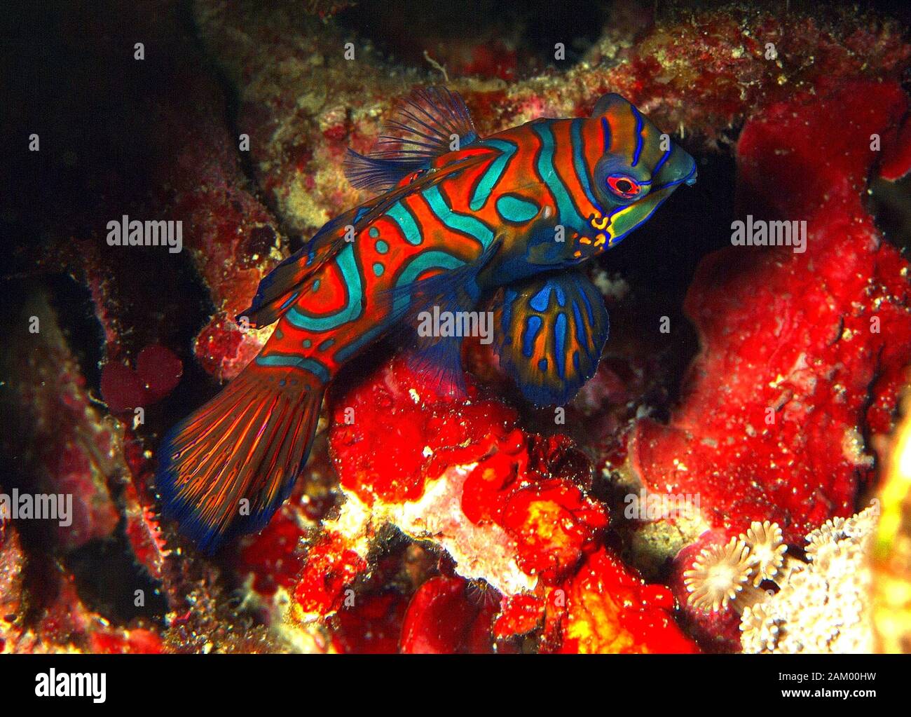 Psychedelic Mandarinfish High Resolution Stock Photography and Images ...