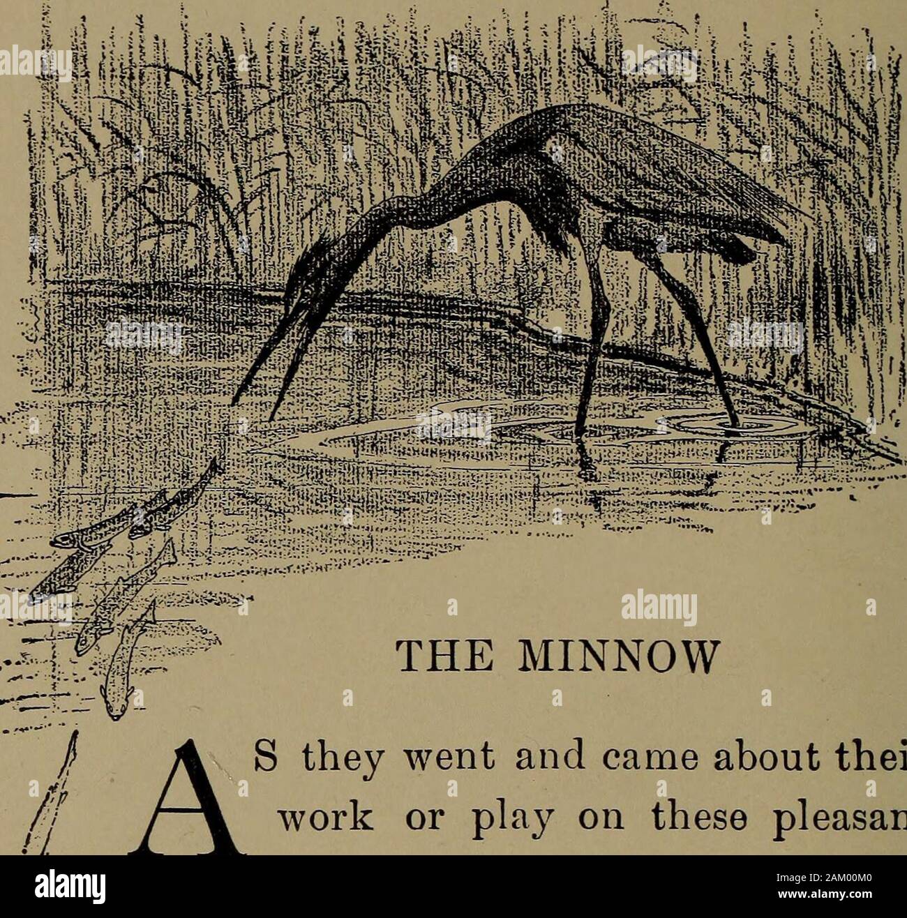 Schools of minnows hi-res stock photography and images - Alamy