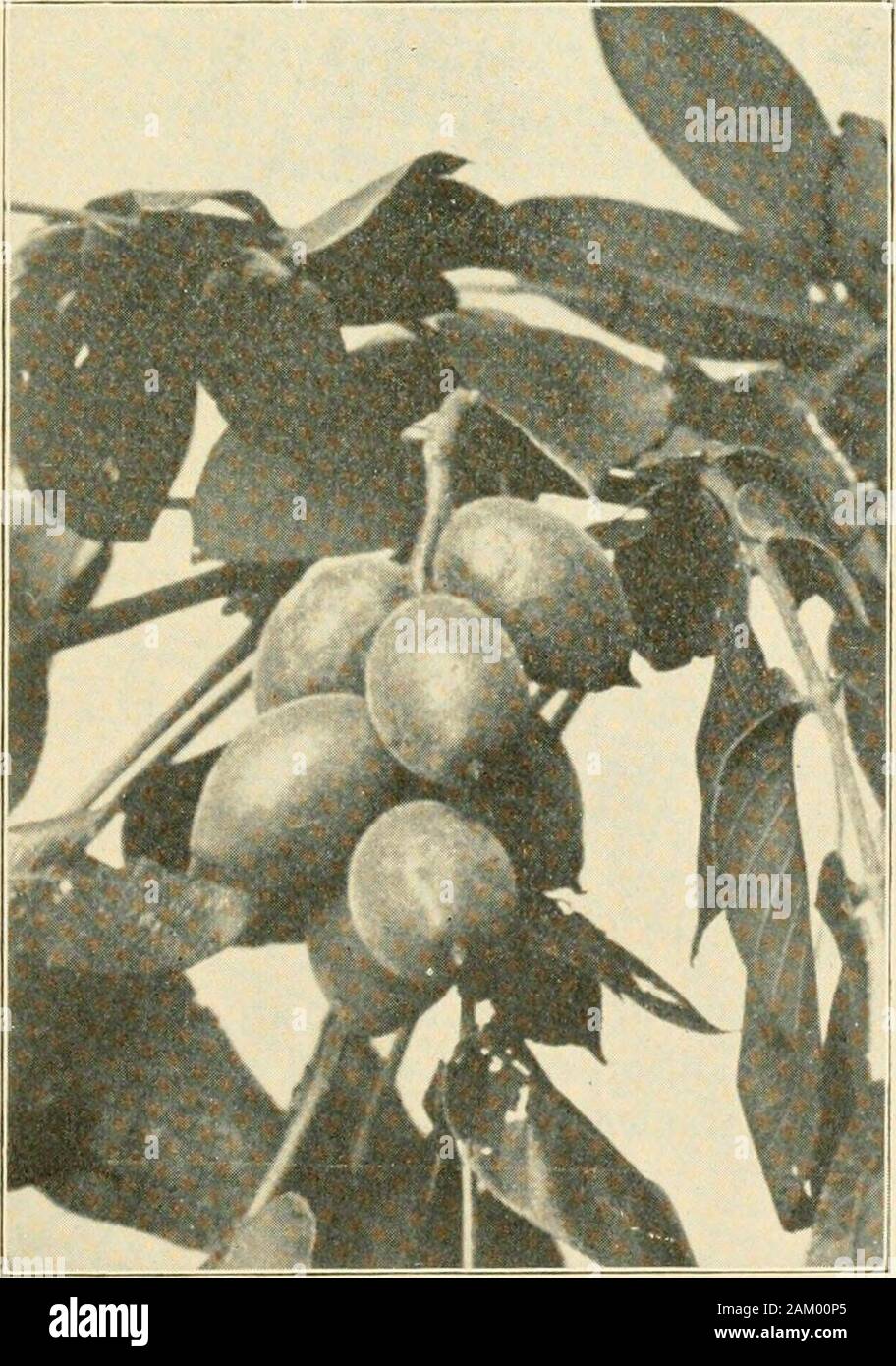 Illustrated catalogue and price-list of grafted, budded and choice ...