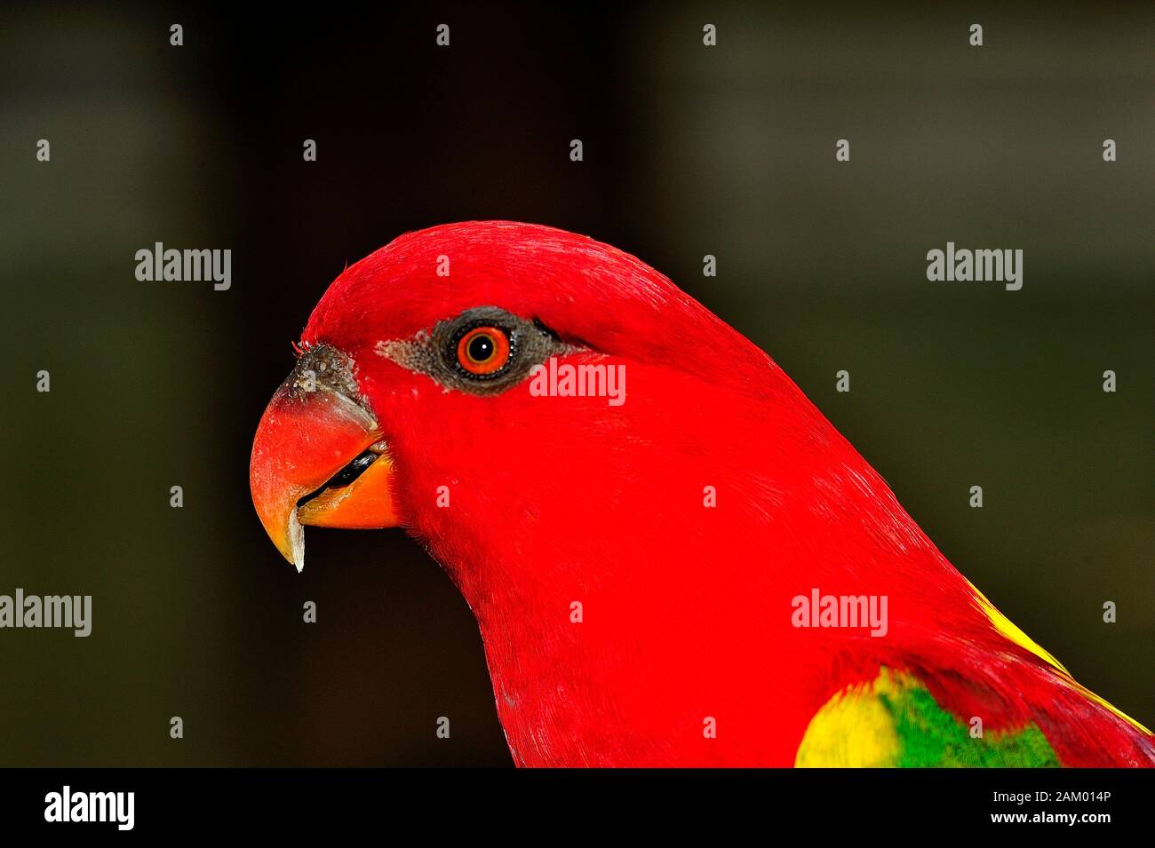 Parrot Malaysia High Resolution Stock Photography and Images - Alamy