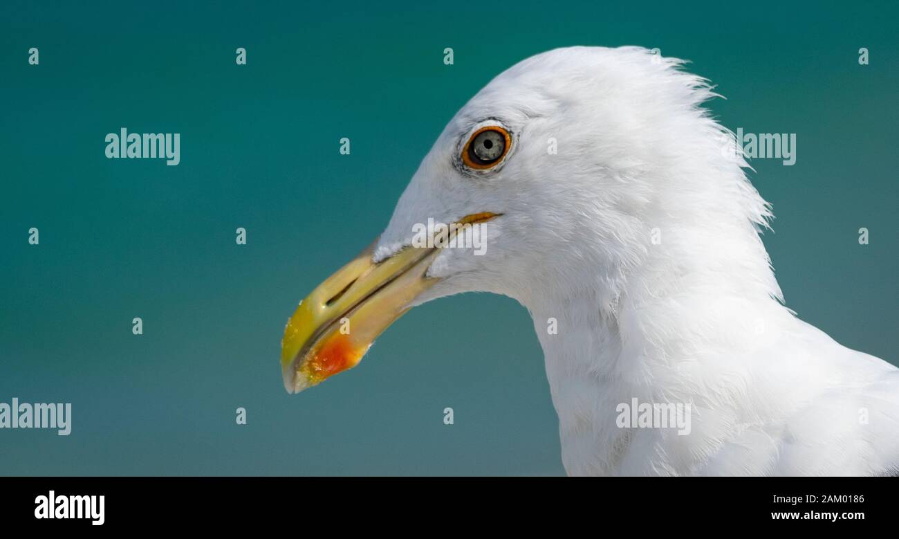 Brazilian blue bird hi-res stock photography and images - Alamy