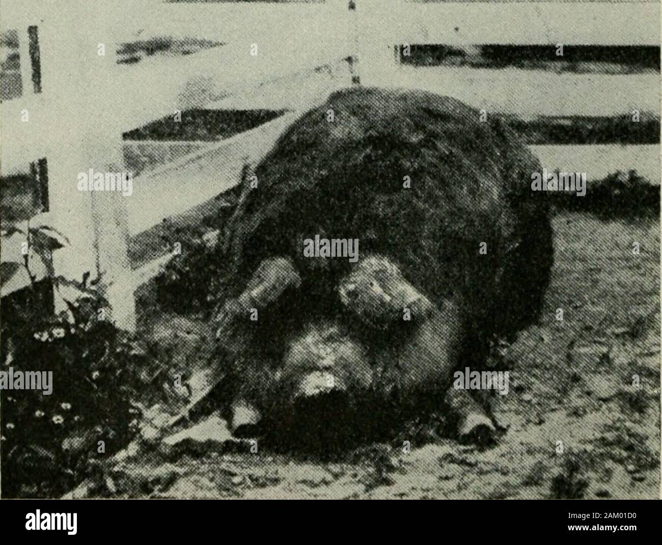 Mulefoot hog hi-res stock photography and images - Alamy