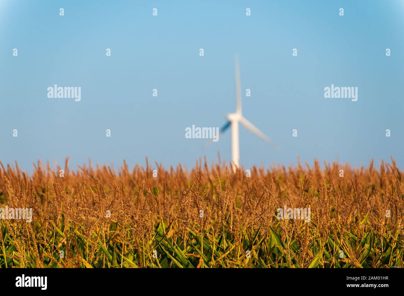 A field of large wind turbines in Dexter Minnesota, USA Stock Photo - Alamy