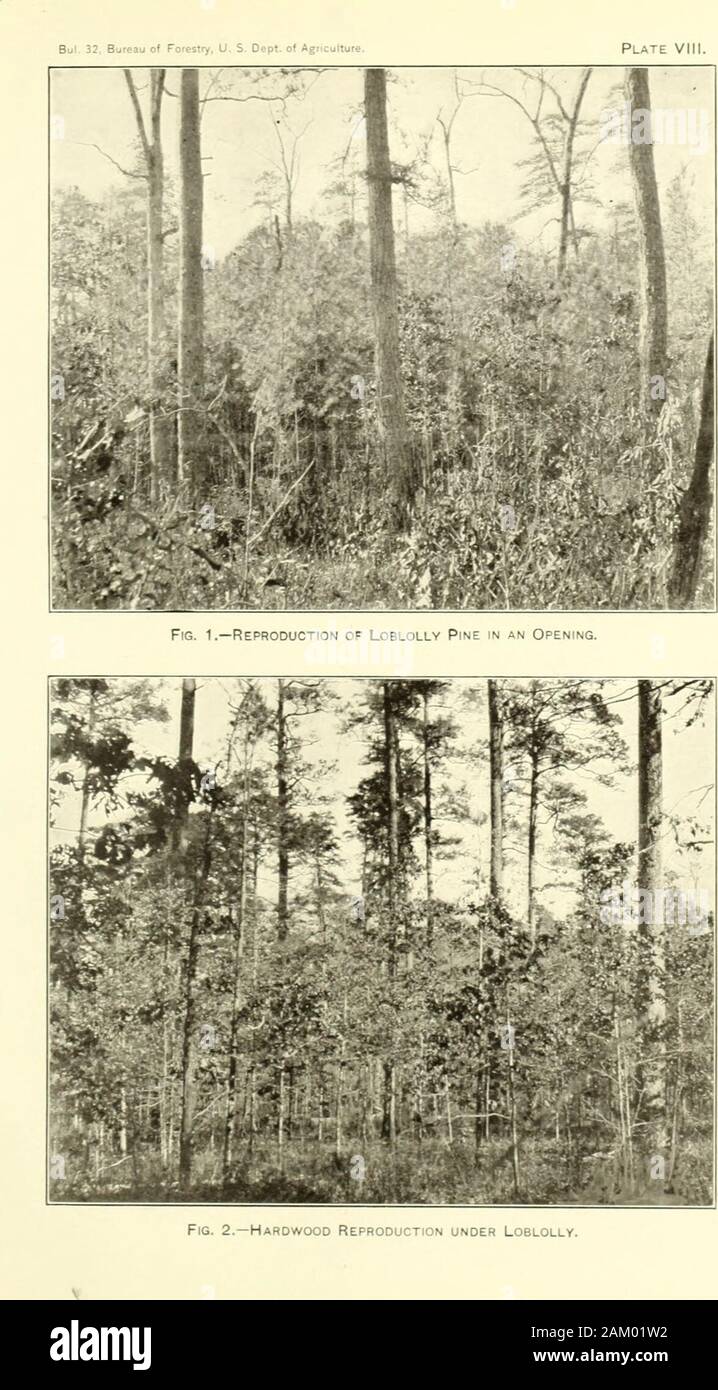 Arkansas loblolly pine hi-res stock photography and images - Alamy