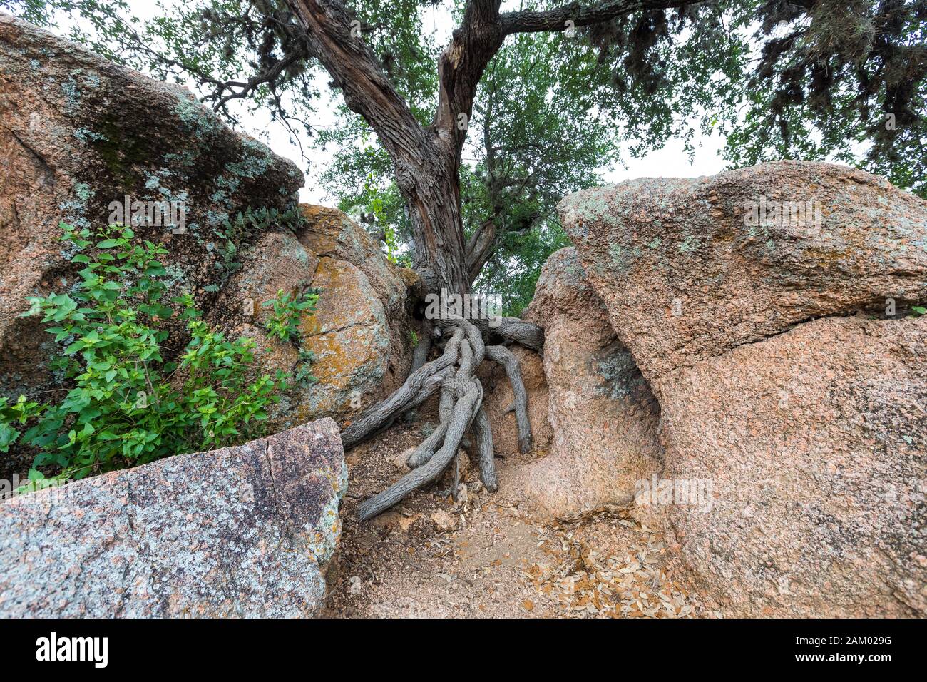 Tree with roots and branches hi-res stock photography and images - Alamy
