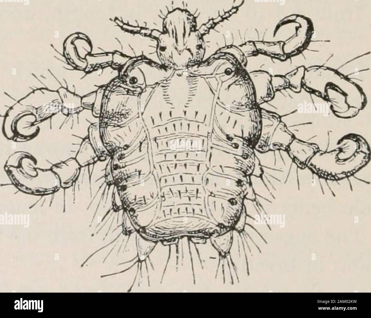 Tyson insects hi-res stock photography and images - Alamy