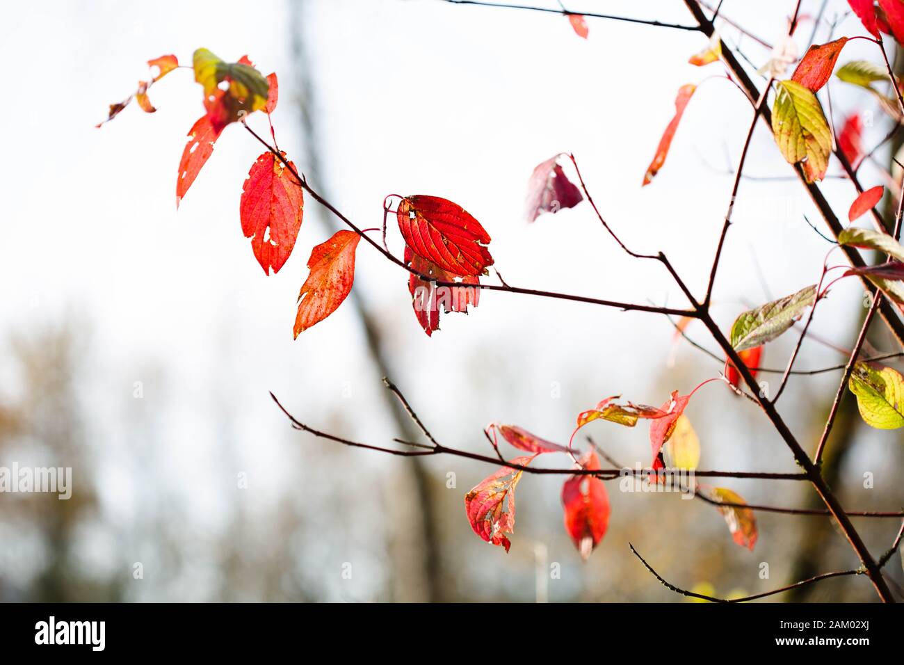 Bright red fall leaves hi-res stock photography and images - Alamy