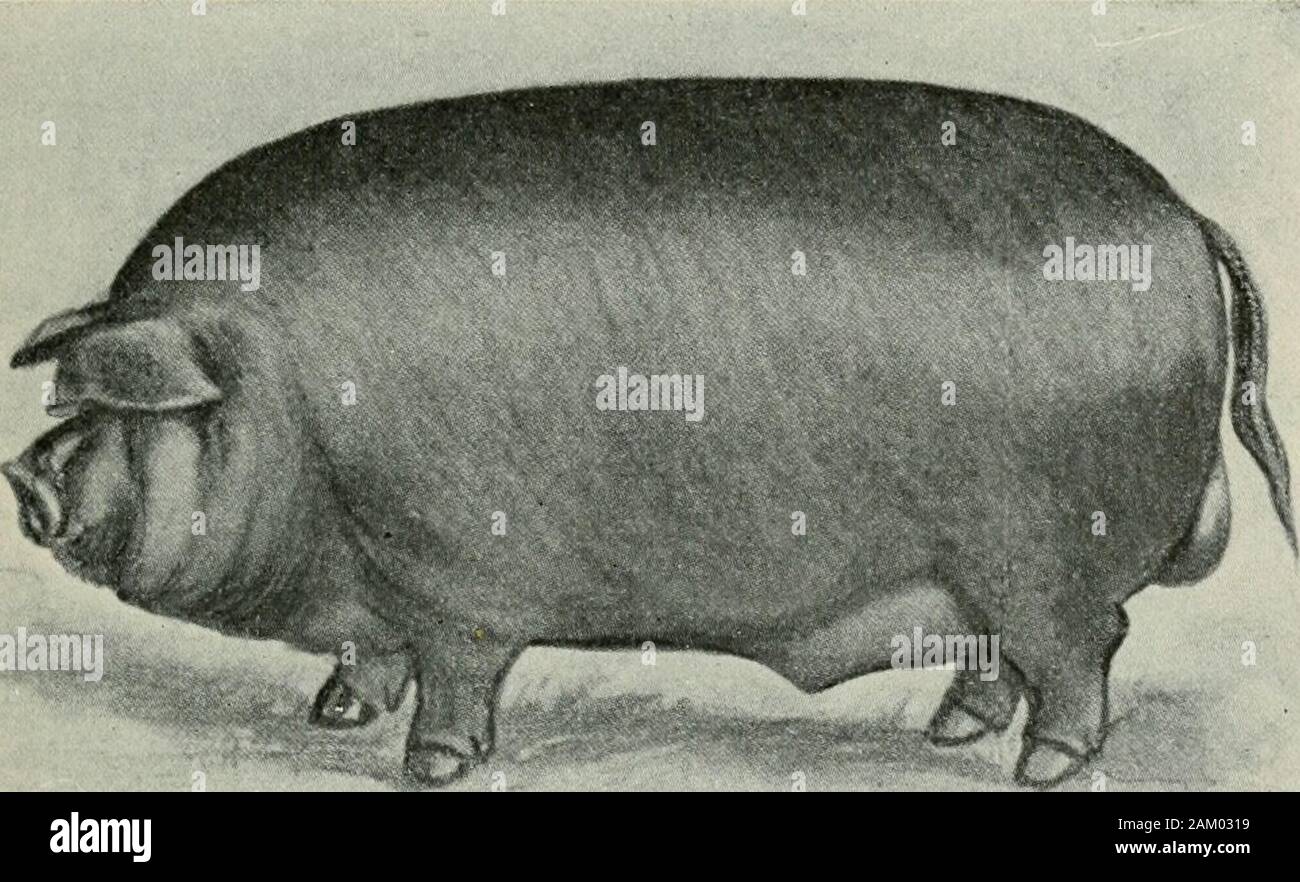 Mulefoot hi-res stock photography and images - Alamy