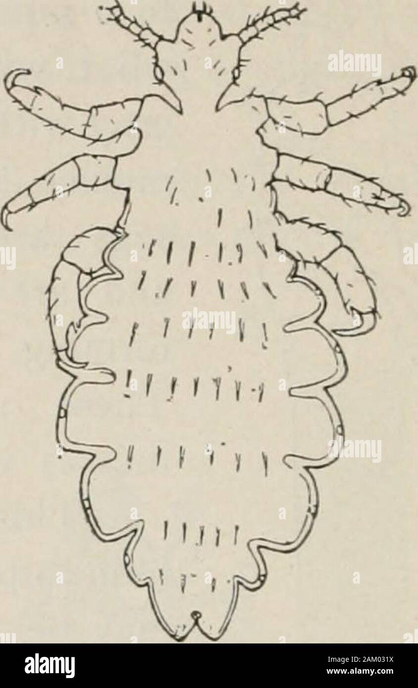 Tyson insects hi-res stock photography and images - Alamy
