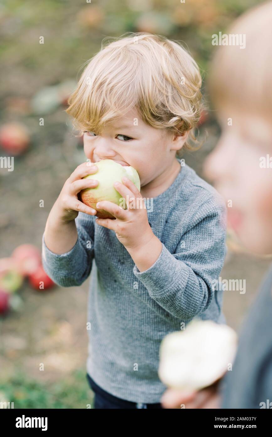 Kids eating apples apple orchard hi-res stock photography and images ...