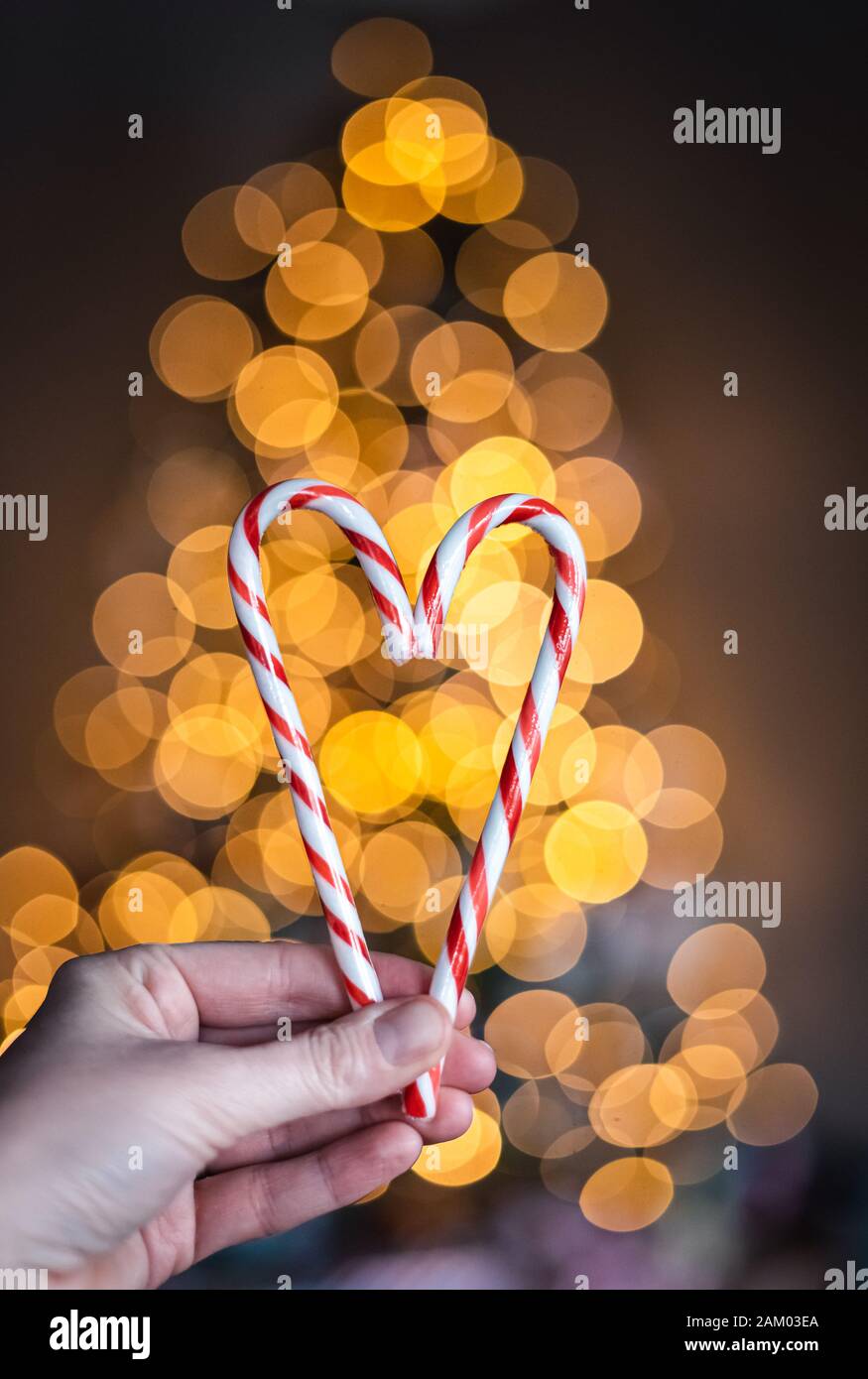Hand holding two candy canes in heart shape with lights in background ...