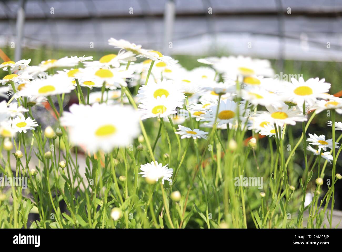 White and yellow daisy patch Stock Photo - Alamy