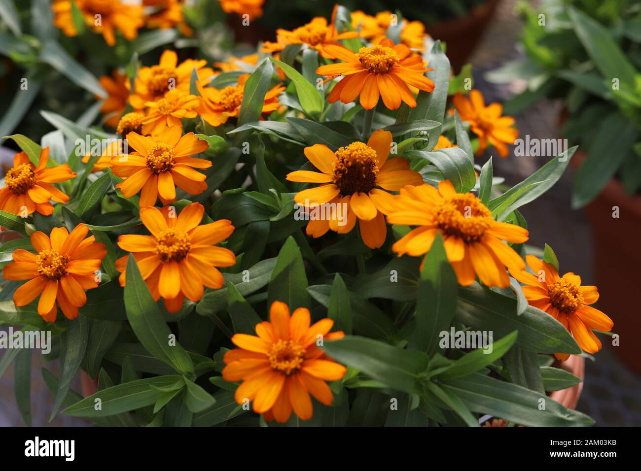 Orange calendula flowers hi-res stock photography and images - Alamy