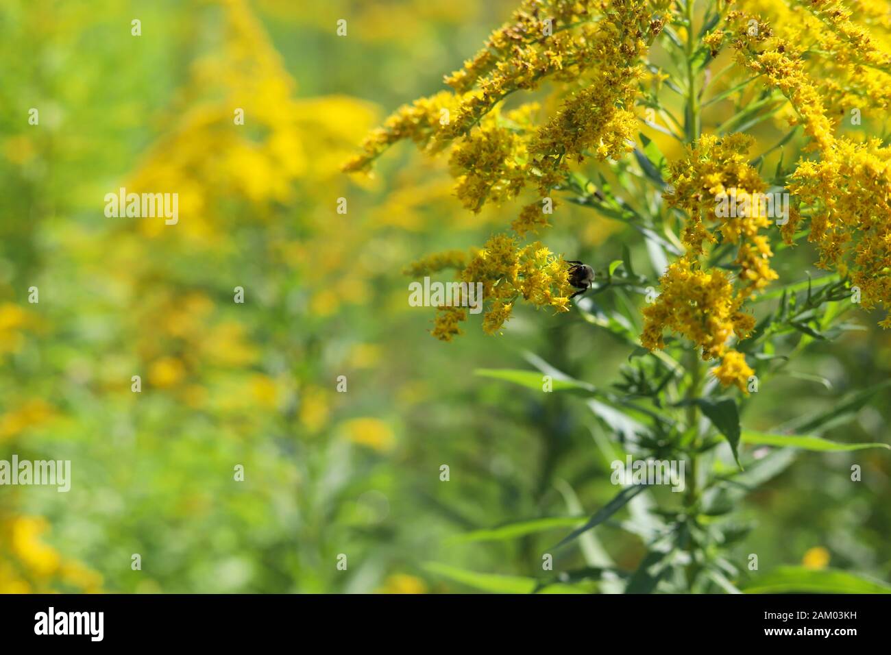 Bloom bee hi-res stock photography and images - Alamy