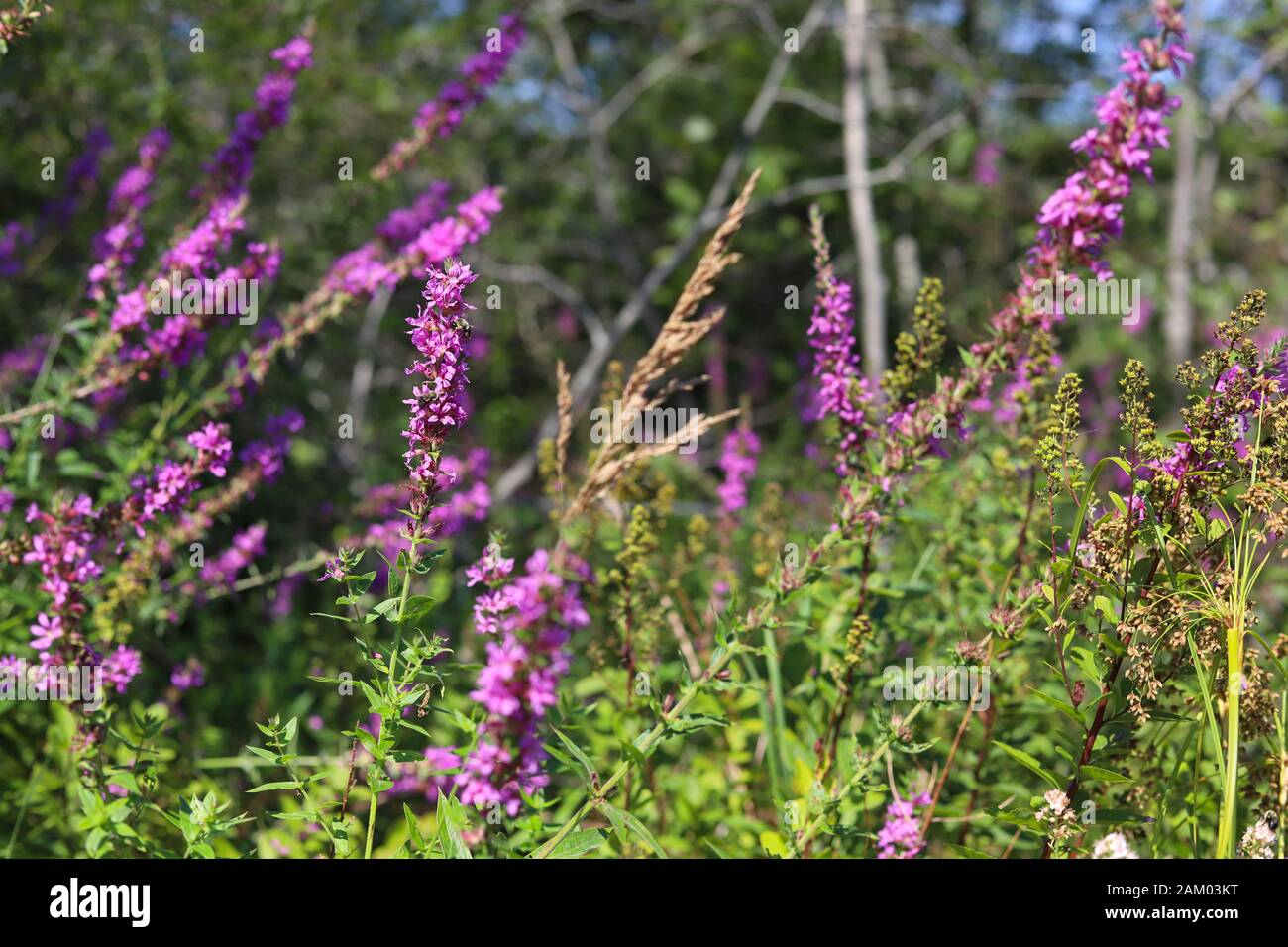 Purple Loosestrife wildflowers in bloom green trees in background Stock ...