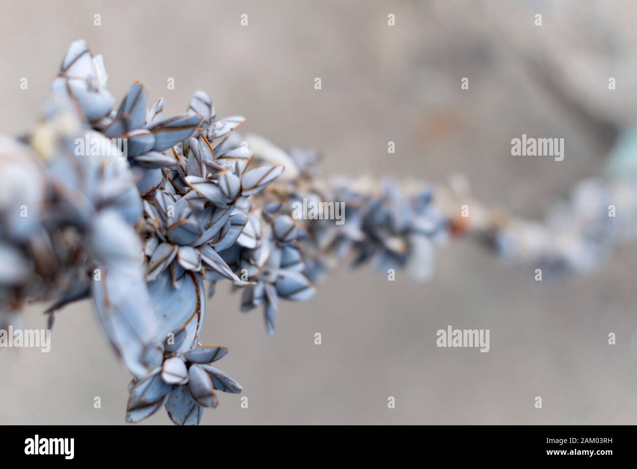 White shells hi-res stock photography and images - Alamy