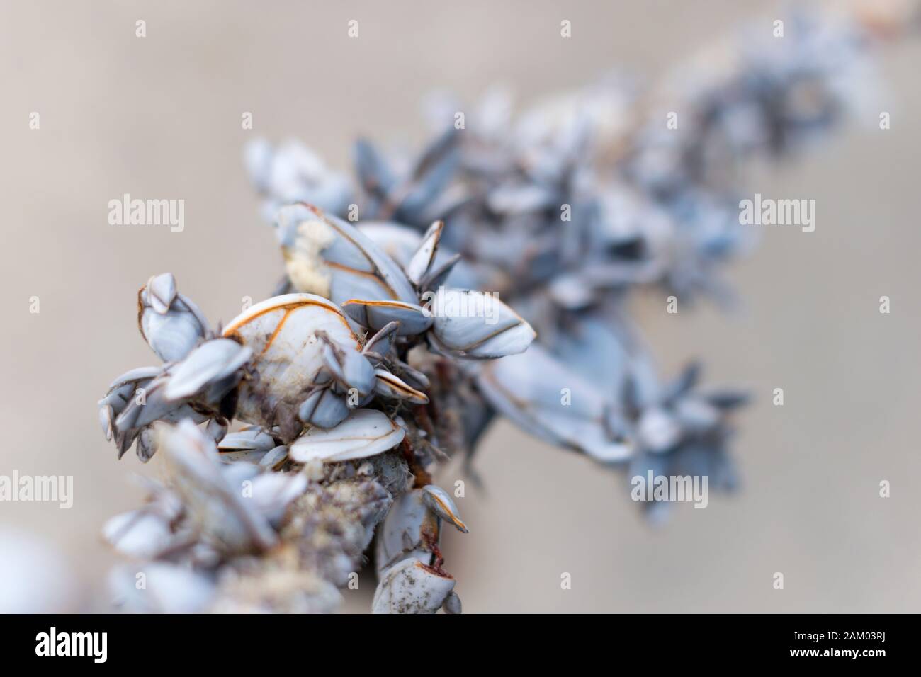 White shells hi-res stock photography and images - Alamy