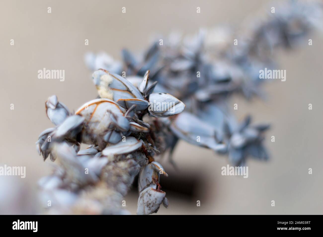White shells hi-res stock photography and images - Alamy
