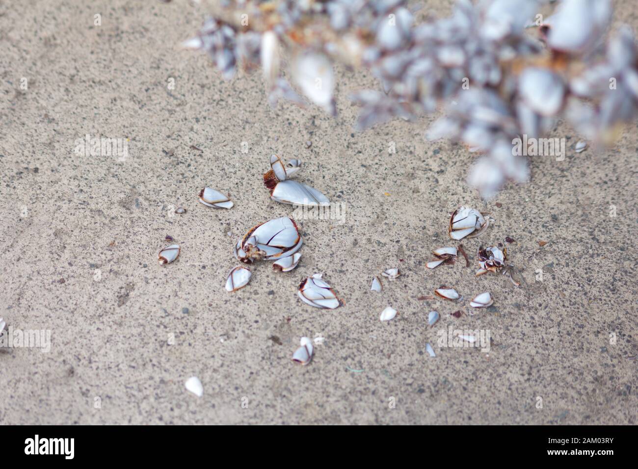 Marble shell hi-res stock photography and images - Alamy