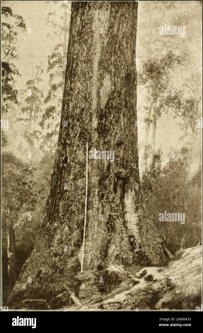 Timber superstructure hi-res stock photography and images - Alamy