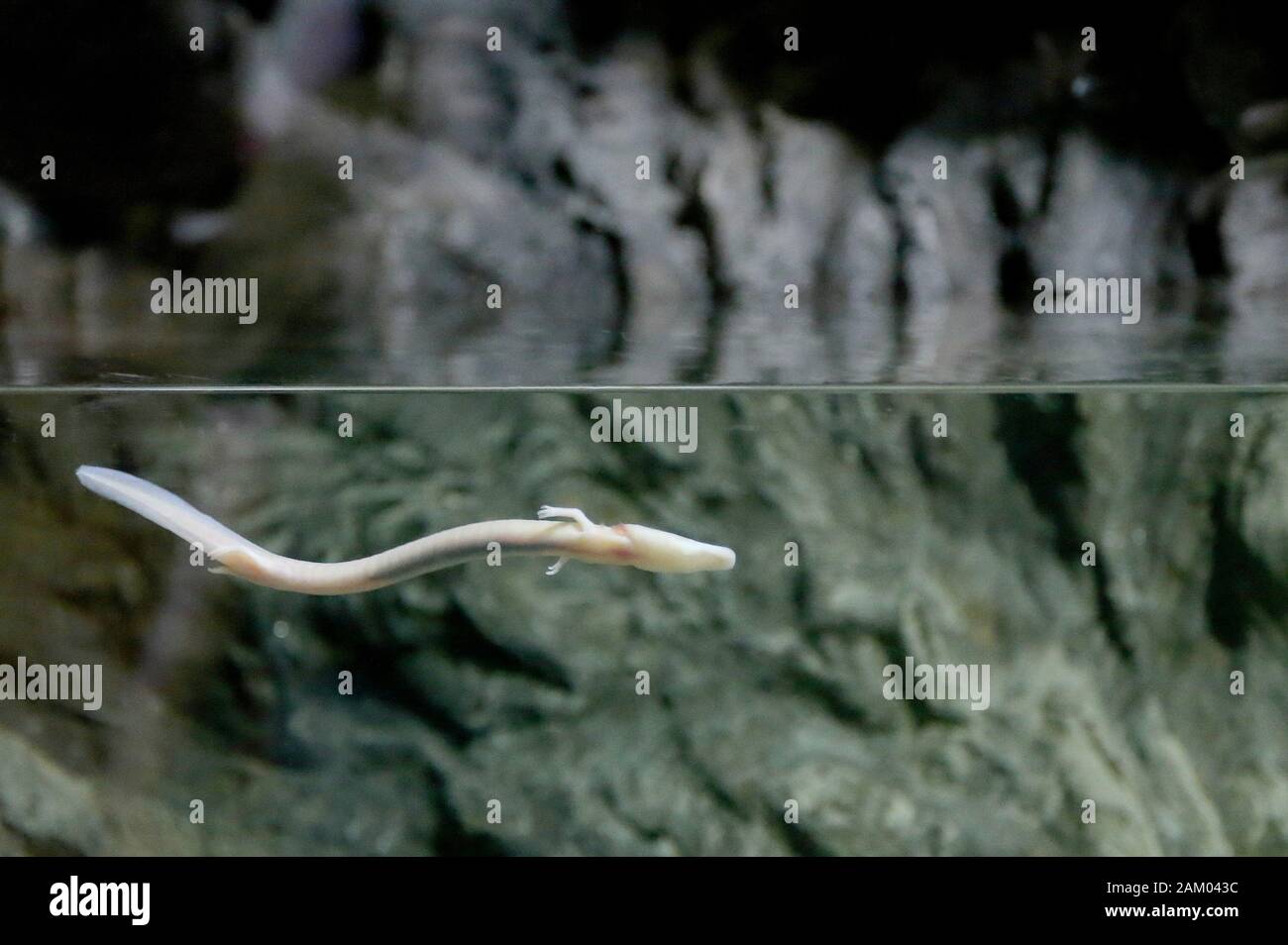 Human fish hi-res stock photography and images - Alamy