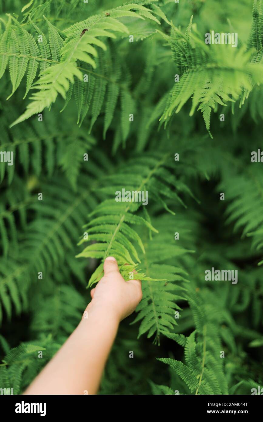 Man by a tree fern man by a tree fern hi-res stock photography and ...