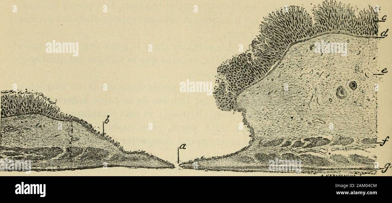 Surface muqueuse hi-res stock photography and images - Alamy
