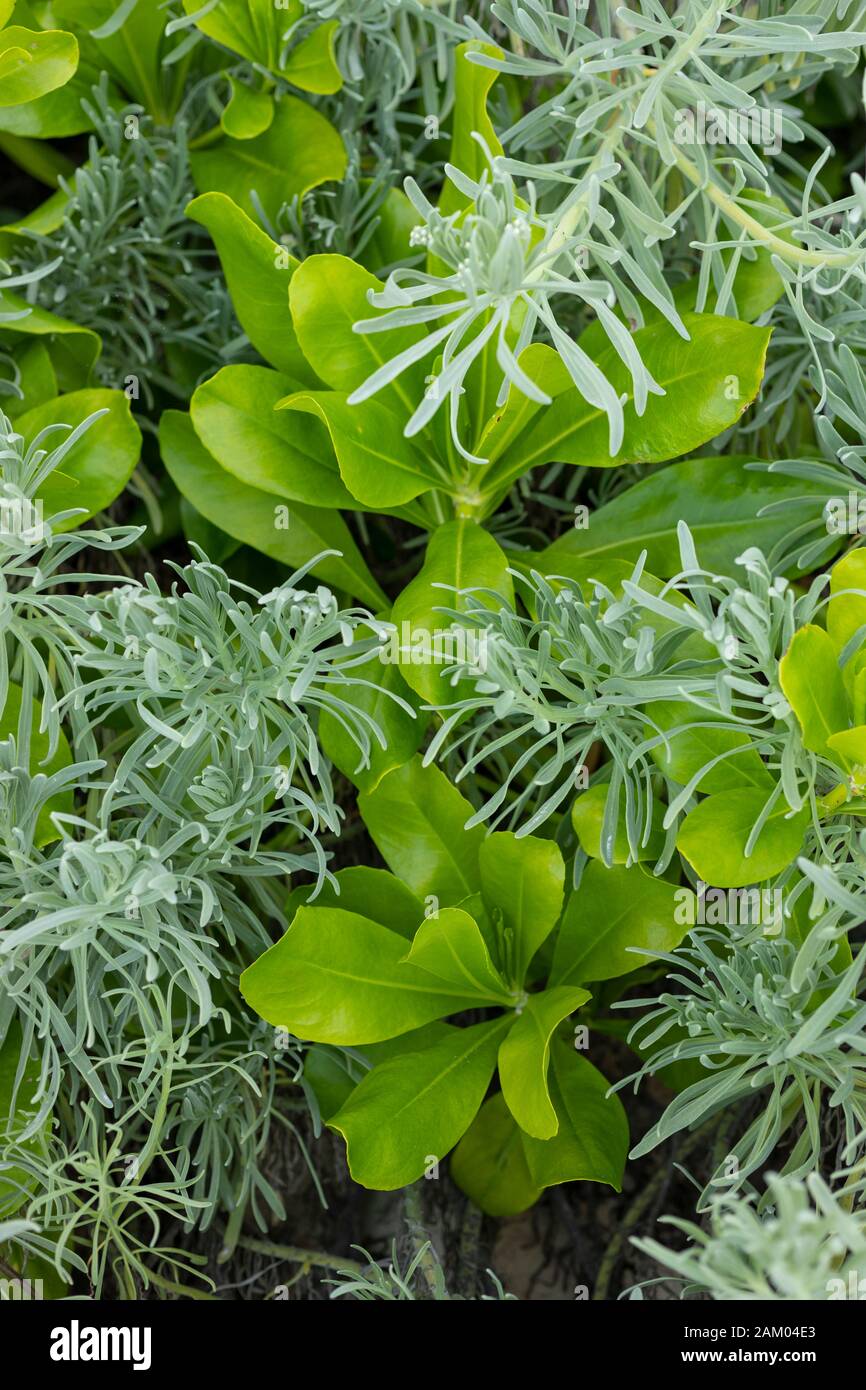 Foliage Green Color