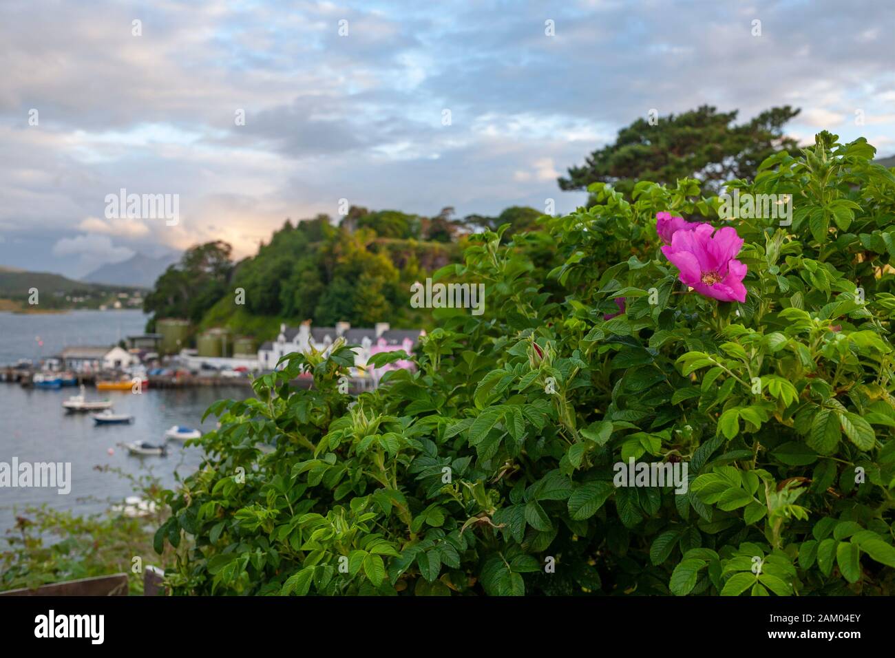 Scottish springtime flowers hi-res stock photography and images - Alamy